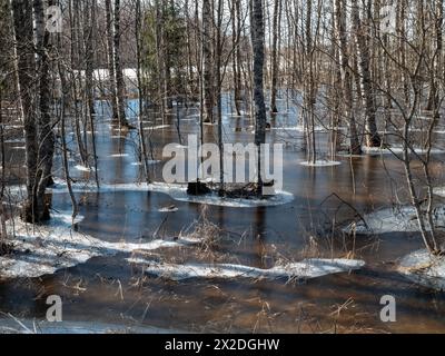 Floods and ice in a springtime forest in Kempele, Finland Stock Photo ...