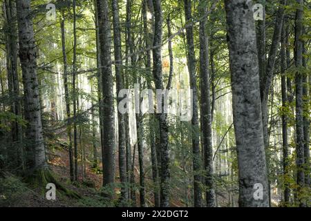 Inside a typical birch forest of the Italian Alps Stock Photo - Alamy