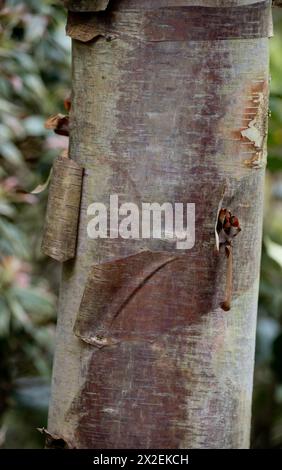 Chinese Red-Barked Birch, bark, Chinese (Betula albosinensis) Red Birch ...