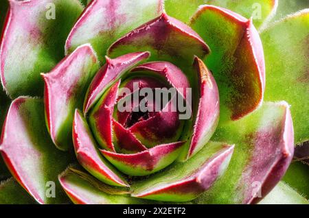 Common Houseleek Plant Stock Photo - Alamy