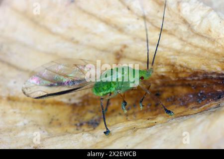 High magnification, macro photo of a beautiful green aphid Stock Photo ...