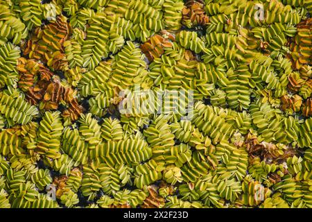 Floating Moss, Floating Fern (Salvinia natans). Leaves lying on the ...