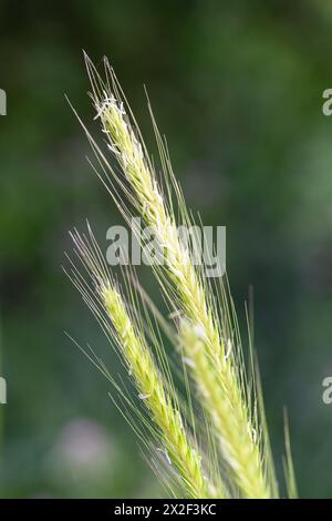 Wild wheat (Triticum dicoccoides Stock Photo - Alamy