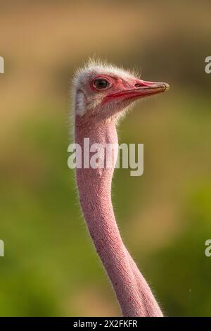 wild ostriches walking in natural environment Stock Photo - Alamy