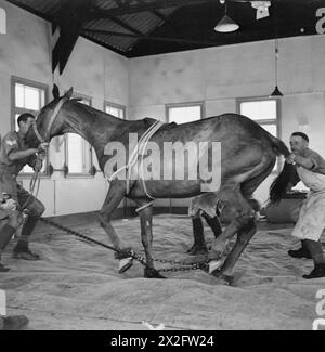 Men at a British Veterinary Hospital in France scrubbing a skin disease ...