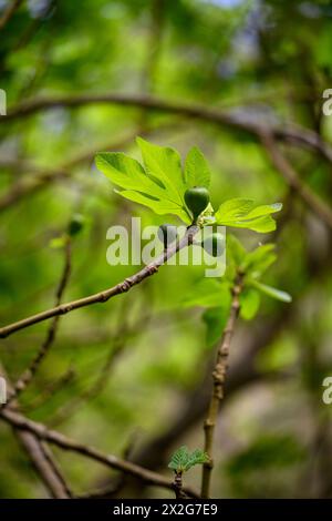 Israel Galilee New growth in a deserted area A young palm tree enduring ...