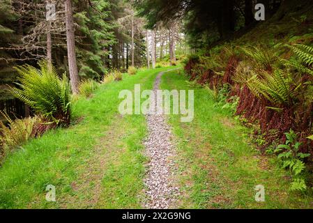 A footpath in the woodlands, Taynish National Nature Reserve ...