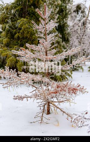 Freezing rain on tree branches, Toronto, Canada Stock Photo - Alamy