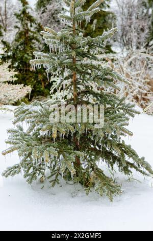 Freezing rain on tree branches, Toronto, Canada Stock Photo - Alamy