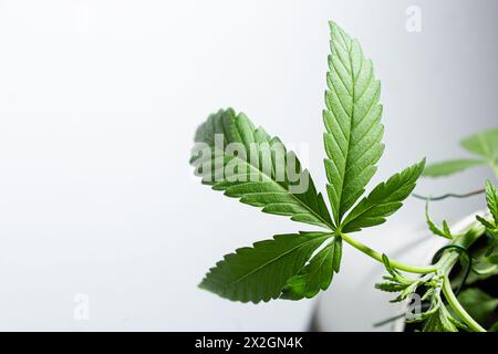 Single marijuana leaf isolated on white background. Cannabis leaf close ...