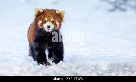Chinese Wild Eastern Red Panda (Ailurus fulgens styani) posing in ...
