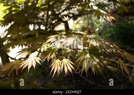 Acer shirasawanum 'Sensu' hybrid upright Japanese maple tree close up ...