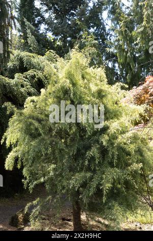 Cedrus deodara 'snow sprite' Himalayan cedar tree, close up Stock Photo ...