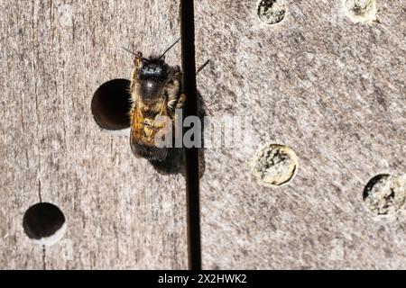 Rusty mason bee (Osmia bicornis) on grape hyacinth (Muscari armeriacum ...