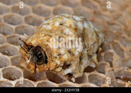 Honey bee queen hatching from brood cell looking left Stock Photo - Alamy
