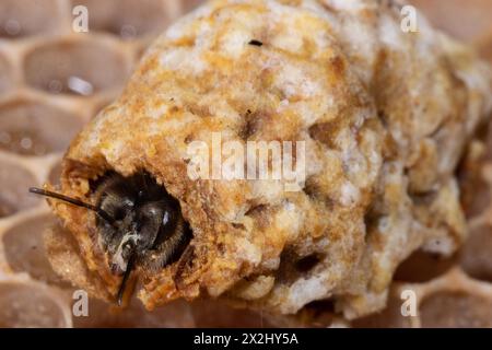 Honey bee queen hatching from brood cell looking left Stock Photo - Alamy