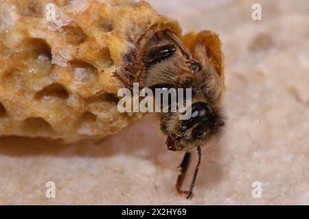 Honey bee queen hatching from brood cell looking left Stock Photo - Alamy