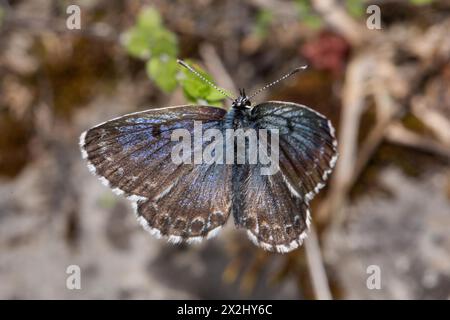 Fat-hen blue butterfly butterfly with open wings sitting from behind ...