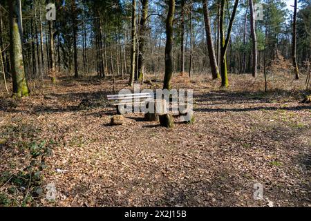 Sitzplatz mit Bank und Holzstämmen im Wald bei Iffezheim Stock Photo ...