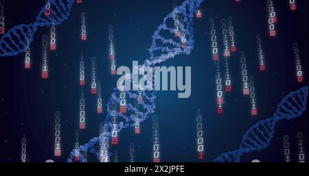 Image of dna strands and binary coding digital data processing Stock Photo - Alamy