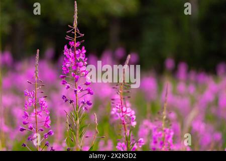 Fireweed flowers seen in northern arctic Canada during summer time ...