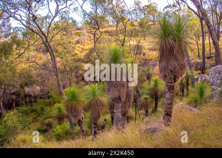 Xanthorrhoea, Balga Grass Plants seen in outback bush area of ...