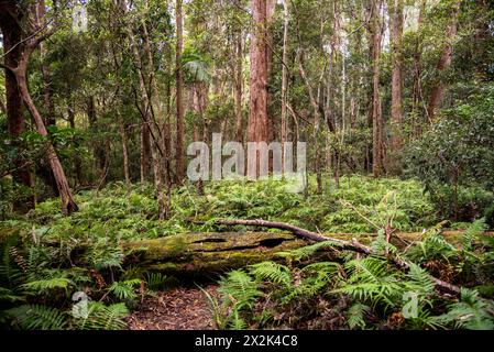 Stunning rainforest with dense, lush landscape surrounding the Australian scenic view ...