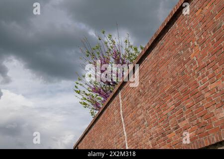 border wall with park and plants behind, secret garden. borders and ...