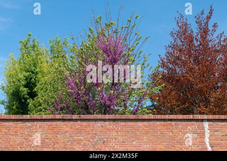 border wall with park and plants behind, secret garden. borders and ...