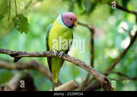 The plum-headed parakeet is a mainly green parrot. The male has a red ...