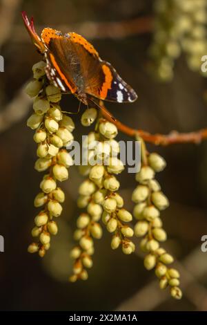 Vanessa atalanta, commonly known as the red admiral. The name "red ...