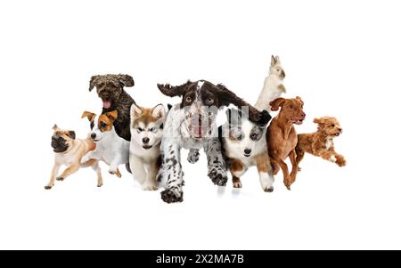 Collage. Group of different, animals running together against white ...