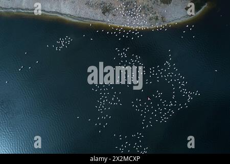 An overhead shot captures a flock of flamingos in mid-flight over ...