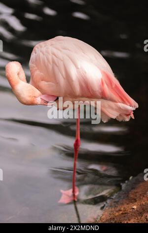 Pink Flamingo Tucking Its Head into Its Body Stock Photo - Alamy