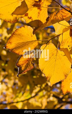 Italy, Lazio, Manziana, countryside, linden tree leaves in autumn Stock ...