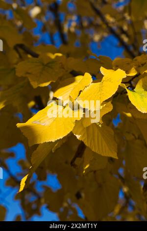 Italy, Lazio, Manziana, countryside, linden tree leaves in autumn Stock ...