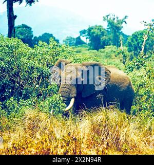 Afrikanischer Elefantenbulle im Hochland der Riesenkraters Ngorongoro ...