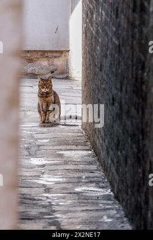 The cats of Venice Stock Photo - Alamy