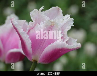 Tulip 'Siesta' at Keukenhof Tulip Gardens 'BOLLENSTREEK' near Amsterdam ...