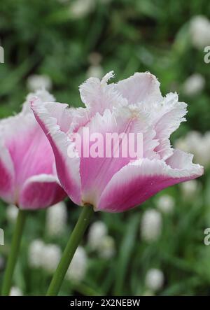 Tulip 'Siesta' at Keukenhof Tulip Gardens 'BOLLENSTREEK' near Amsterdam ...