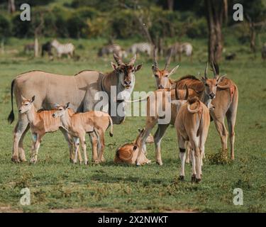 Group of elands in the savannah, Masai Mara National Park, Kenya Stock ...