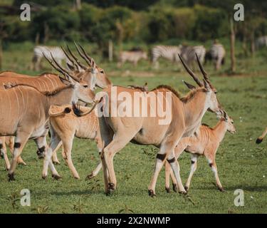 Family of elands with resting calves on the African savannah Stock ...