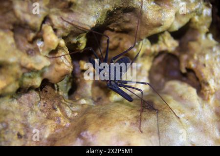 Giant whip-spider (Charon grayi) from Tangkoko National Park, North ...