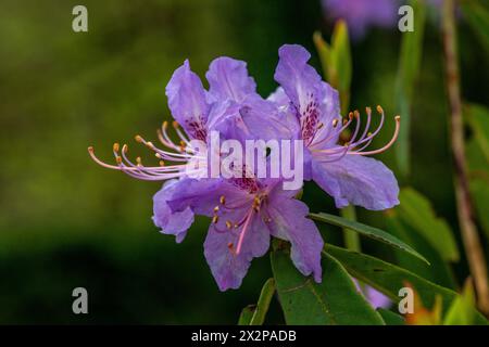 Dwarf Rhododendron Blue Diamond Stock Photo - Alamy