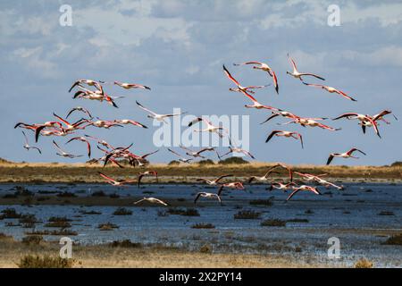 Pink flamingos in flight, Camargue region, Rhône delta, southern France ...