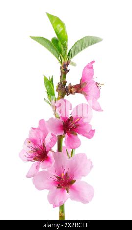 Pink flowers of nectarine tree closeup on blurred background of orchard ...
