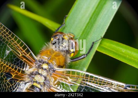 Libellula quadrimaculata Family Libellulidae Genus Libellula Four ...