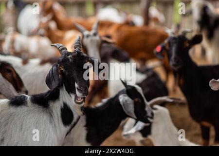 Goats in a corral in a ranch Stock Photo - Alamy