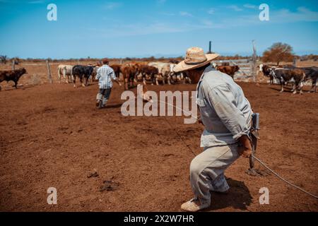 Cattle workers on duty during vaccination season in a ranch in ...
