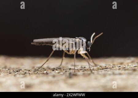 Dark-winged fungus gnat, Sciaridae isolated on white background, these ...